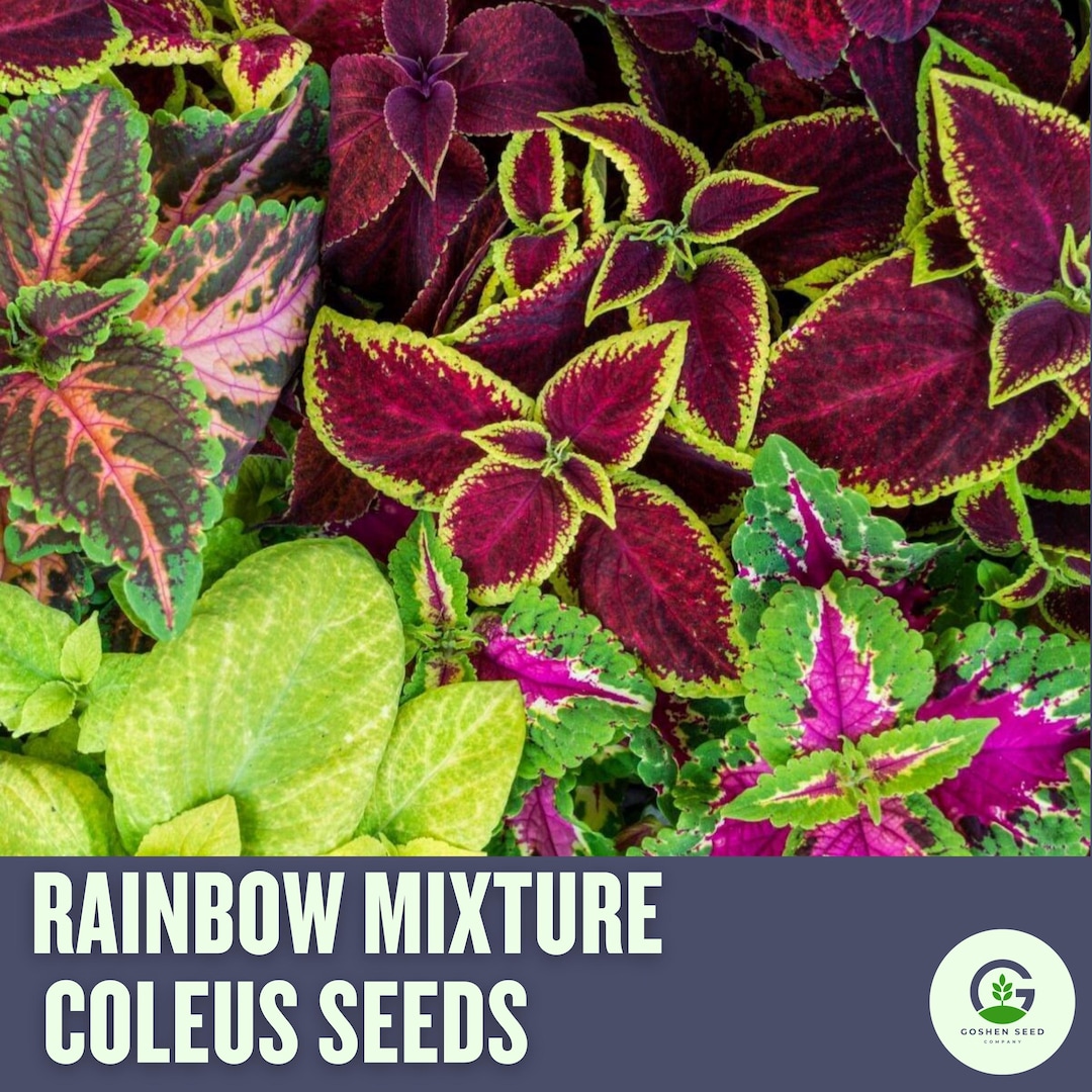 Rainbow Mixture Coleus Seeds – Bright and Beautiful Colorful Foliage - Etsy