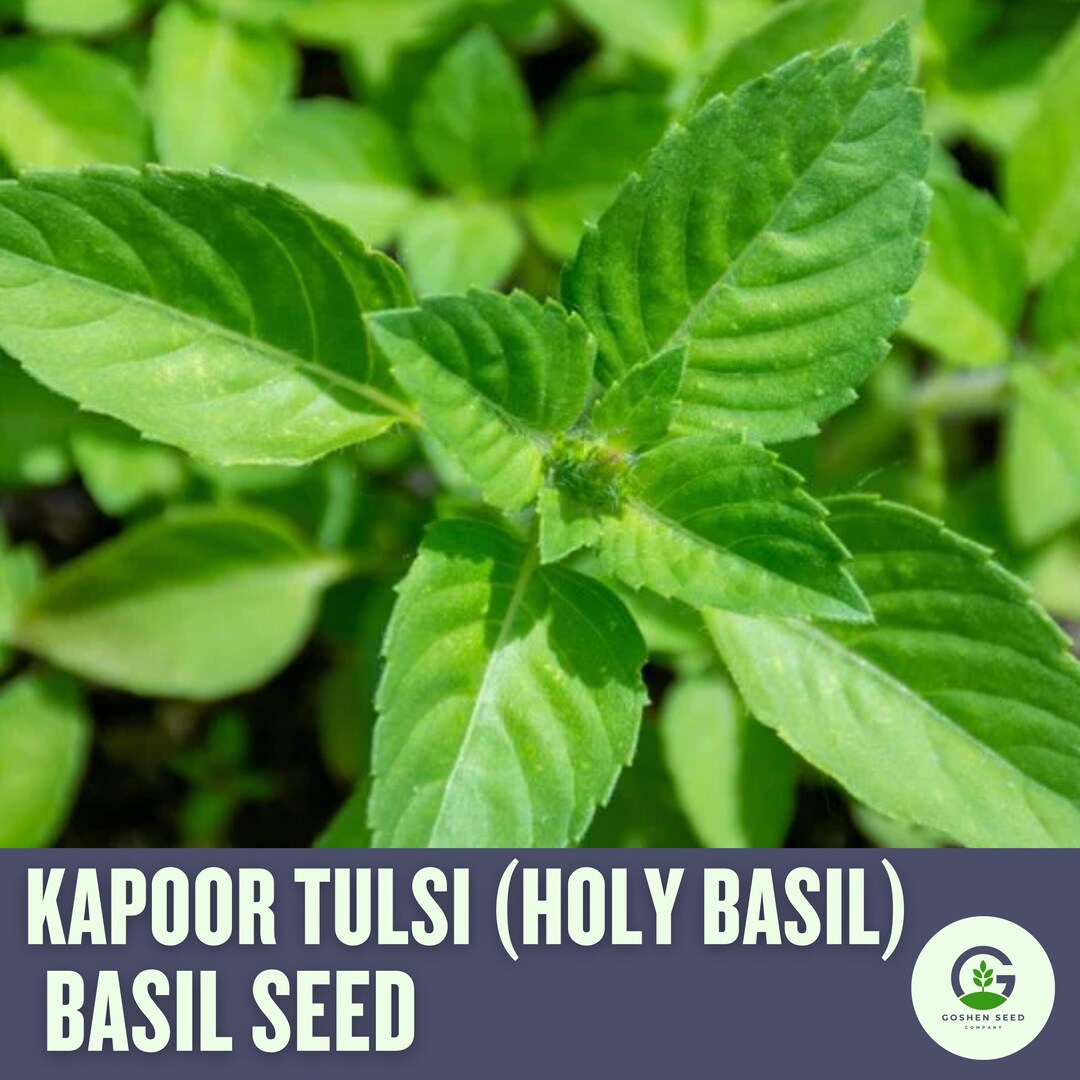 Organic Holy Basil Seeds, Kapoor Tulsi - Etsy