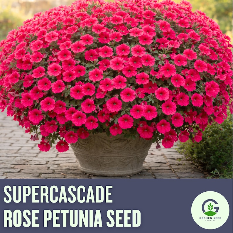 Petunia Seeds - Supercascade Series Rose (pelleted) | Large Cascading ...