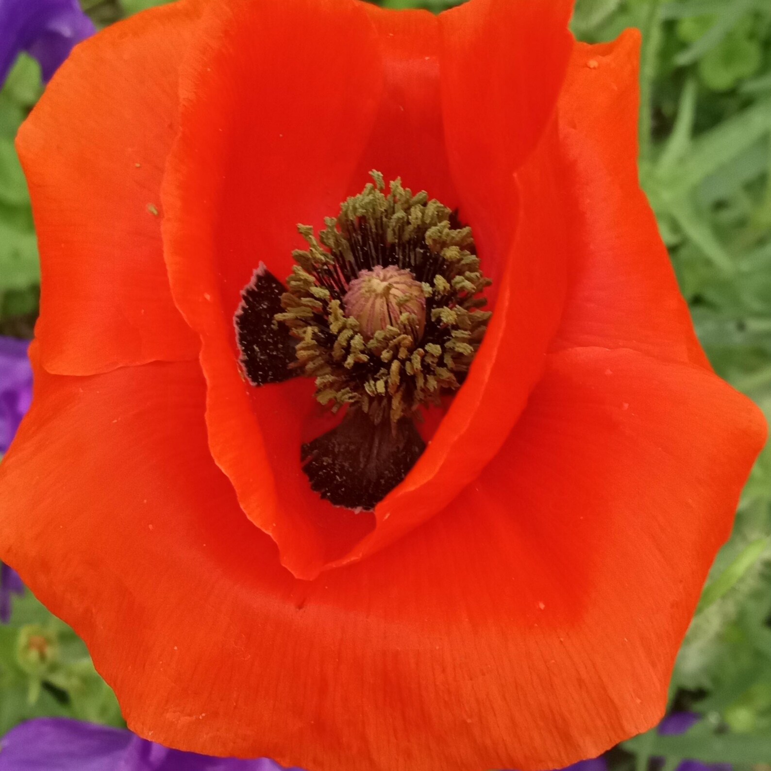 American Legion Poppy Seeds – Heirloom, Flanders Red Corn Poppy ...