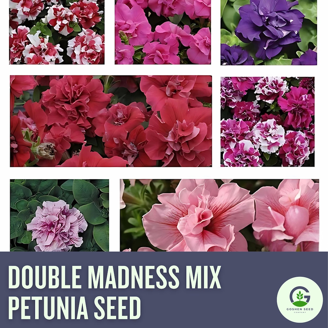 Petunia Double Madness Series Mix Seeds - Pelleted, Ruffled Blooms ...