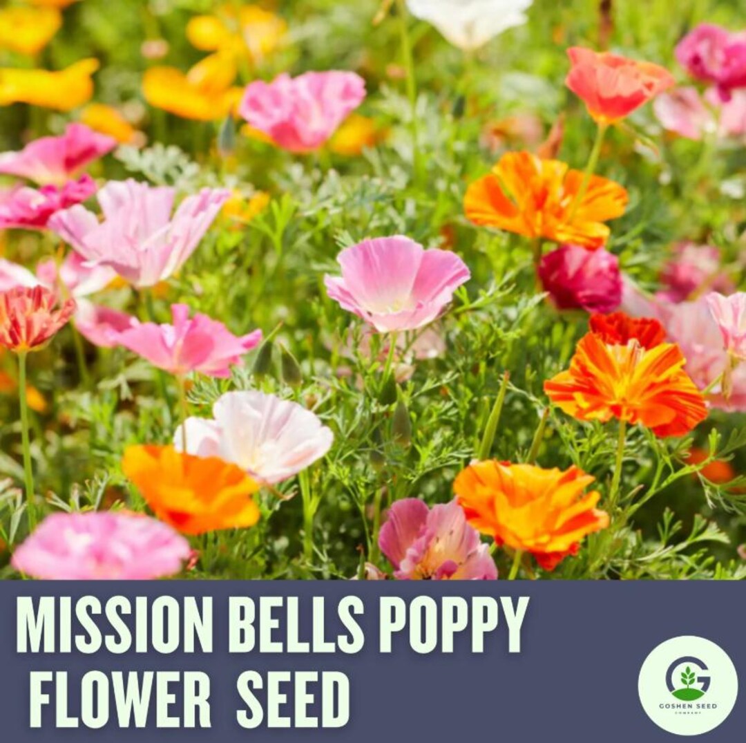 Mission Bells California Poppy Heirloom Seeds - Flower Seeds, Cool ...