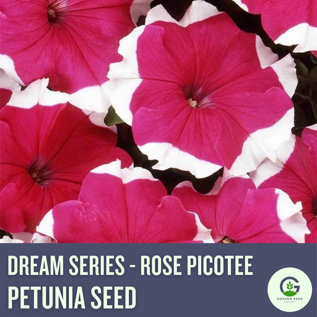 Rose Picotee Petunia Seeds: Bicolor Blooms (pelleted) - Etsy