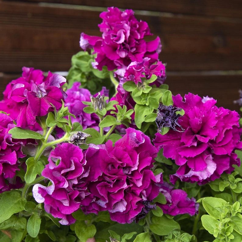 Petunia Double Cascade Burgundy Seeds - Pelleted, Ruffled Blooms, Heat ...