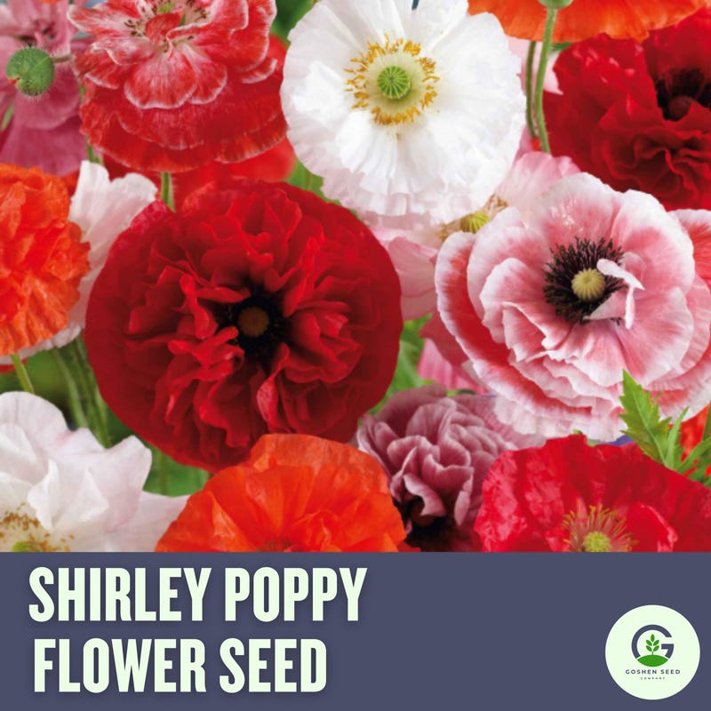 Flanders Poppy - Etsy