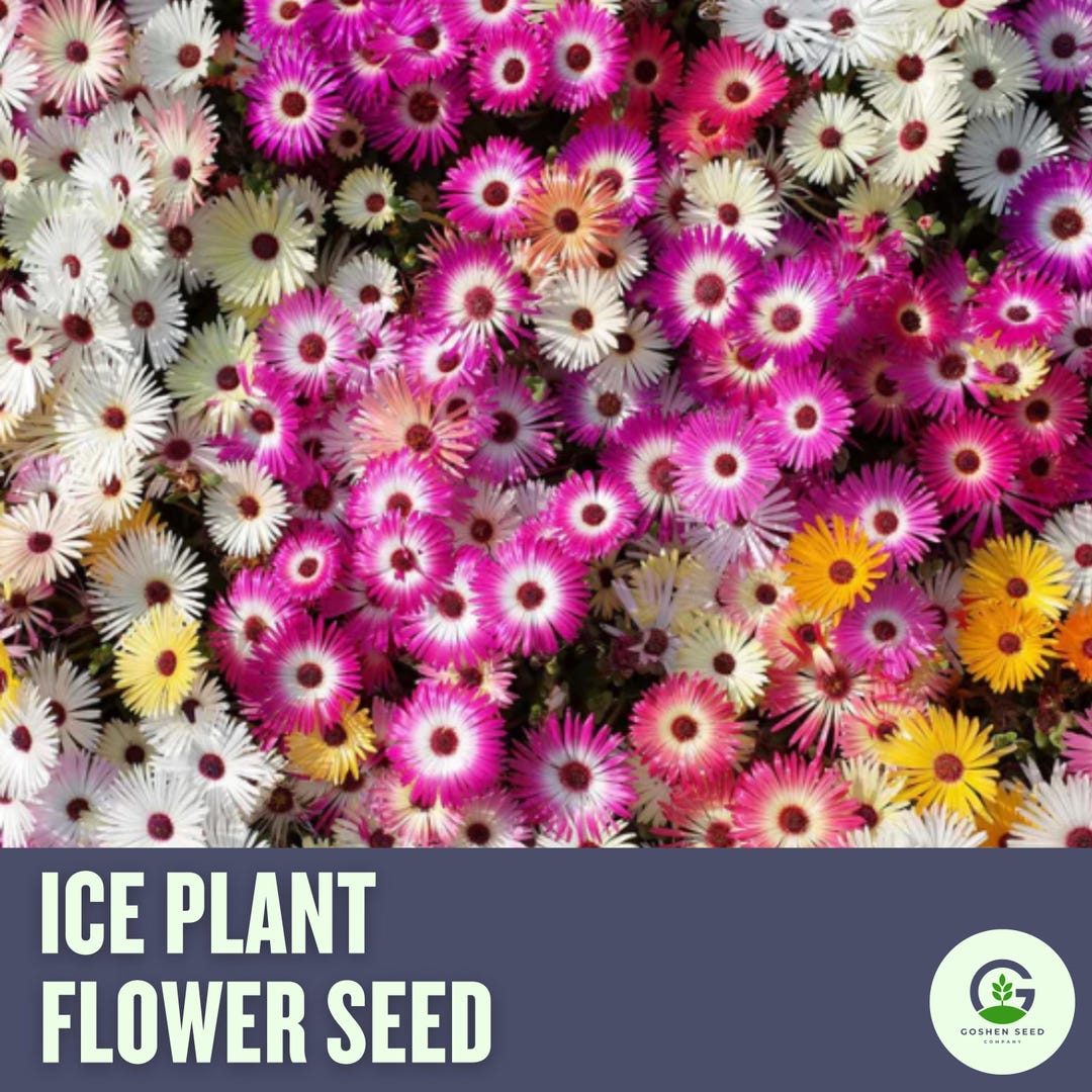 Ice Plant Seeds – Vibrant, Drought-tolerant, Easy-to-grow Succulent ...