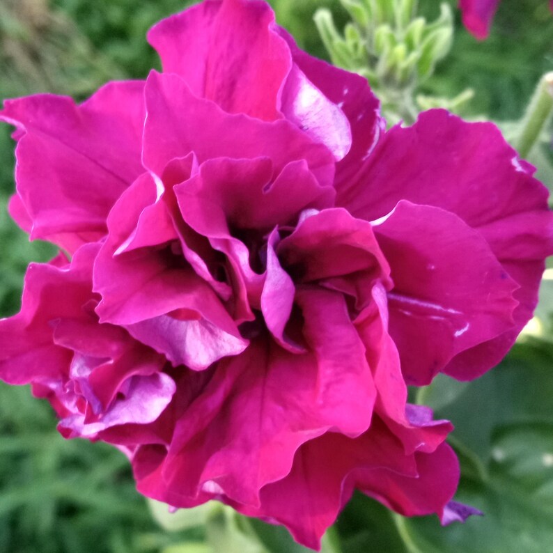 Petunia Double Cascade Burgundy Seeds - Pelleted, Ruffled Blooms, Heat ...