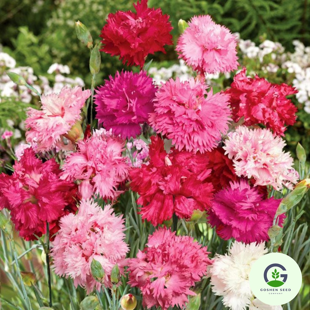 Cottage Pinks Dianthus Seeds - Fragrant Heirloom Flowers, Perennial ...