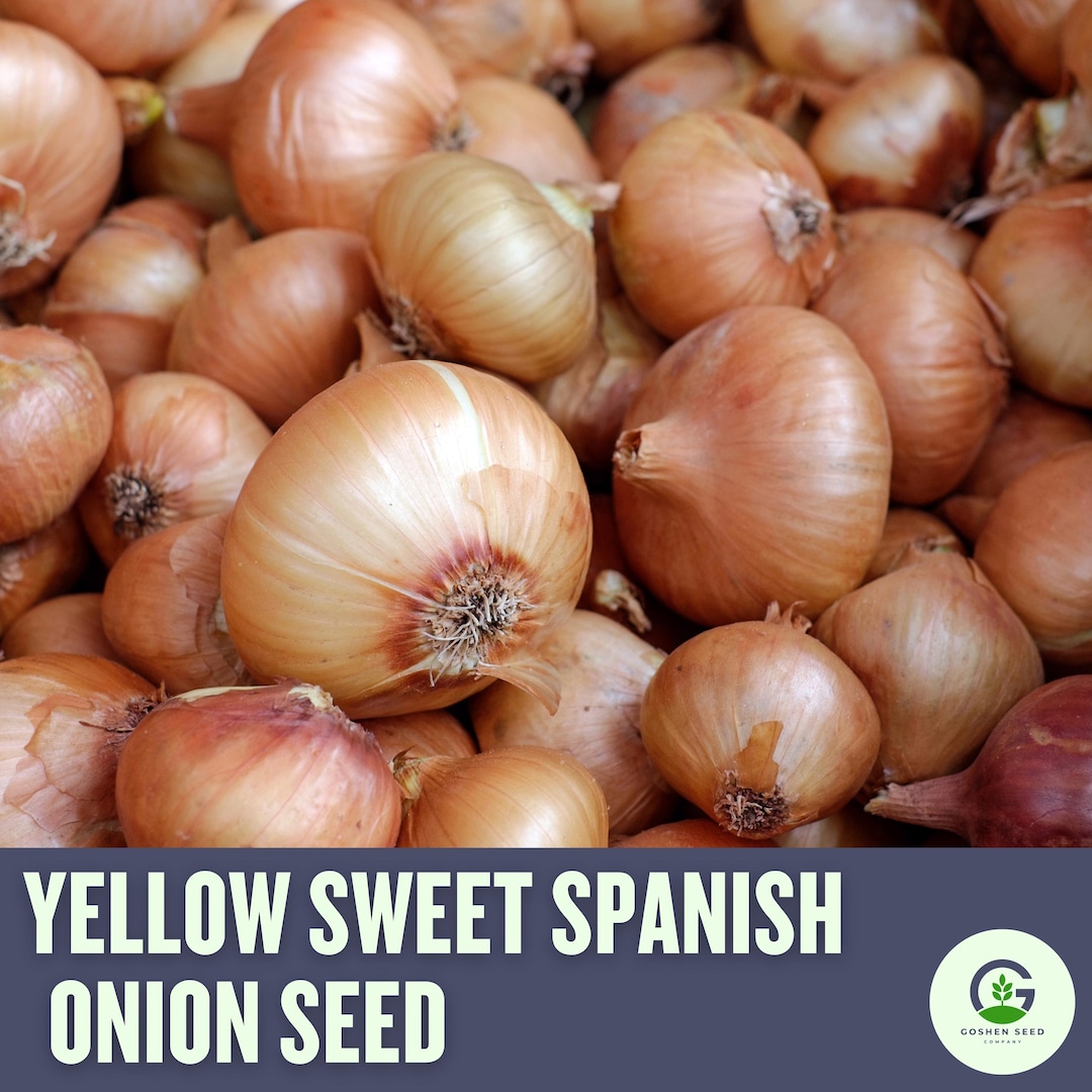 Yellow Sweet Spanish Onion Seeds - Heirloom Seeds, Sweet & Mild Flavor ...