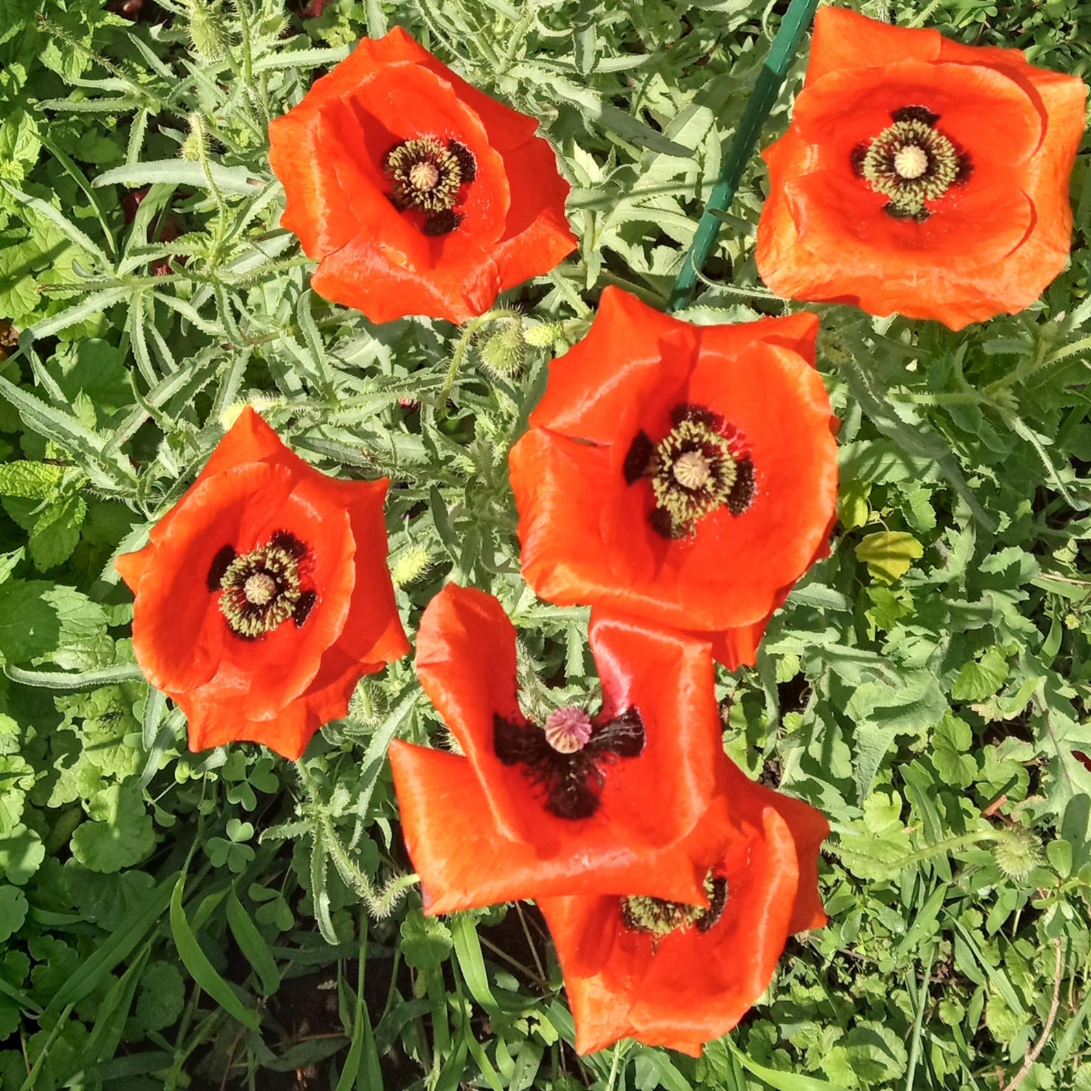 American Legion Poppy Seeds – Heirloom, Flanders Red Corn Poppy ...