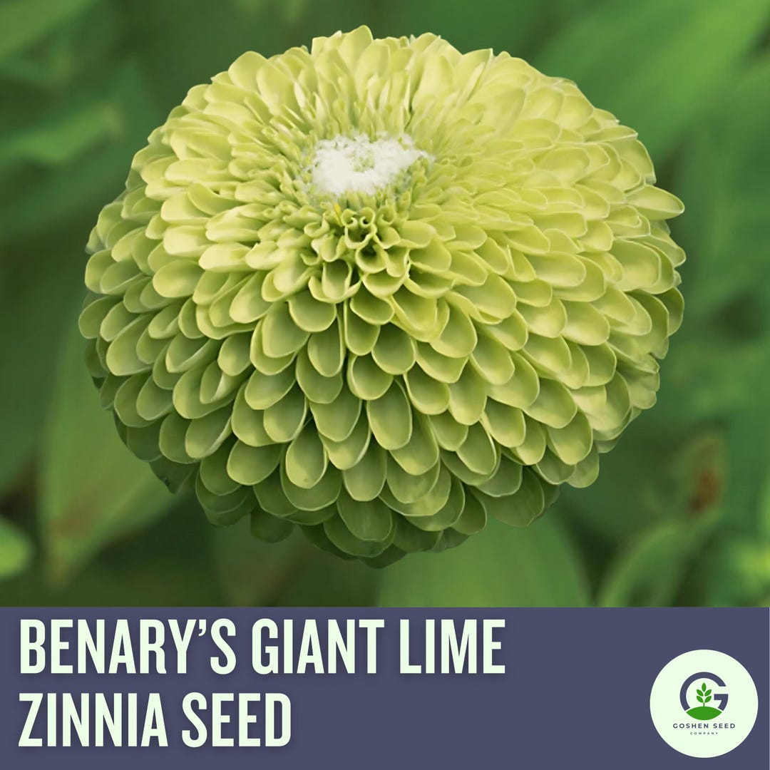 Benary's Giant Lime Zinnia Seeds – Large, Vibrant Green Blooms, Zinnia ...