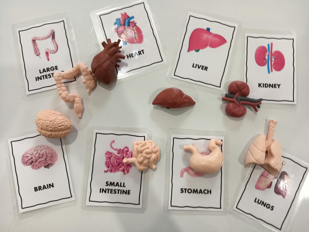 Body Organ Matching Set - Cards & Figurines - Etsy