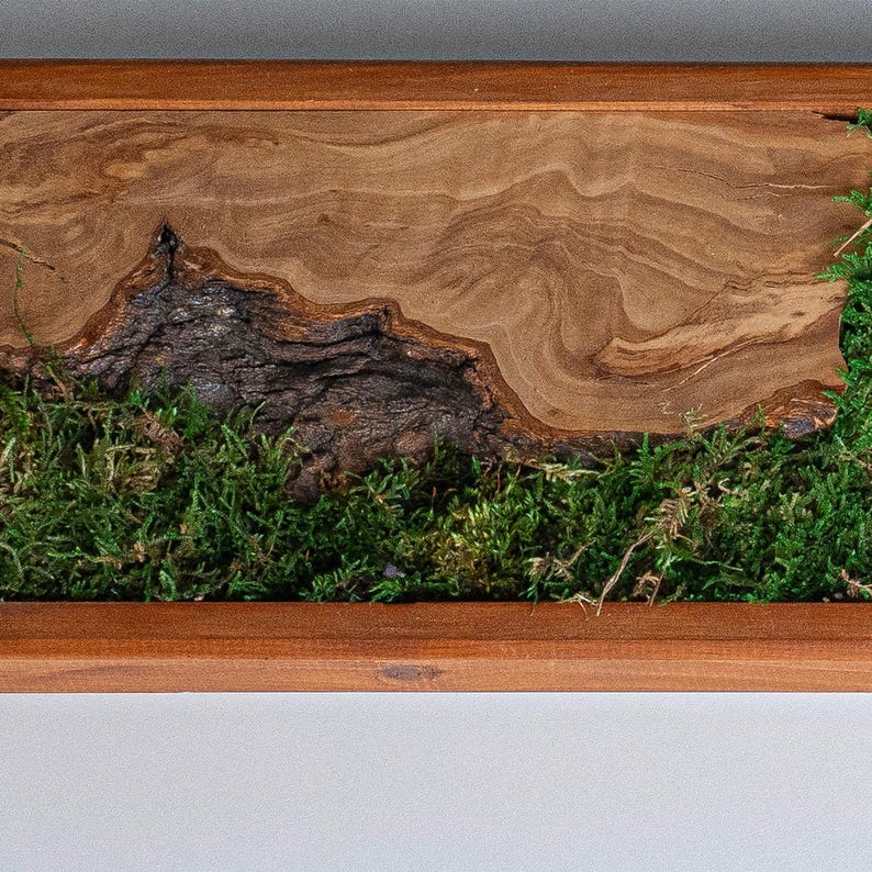 Moss and Olive Wood Wall Art, Preserved Stabilized Moss Wall Decor ...