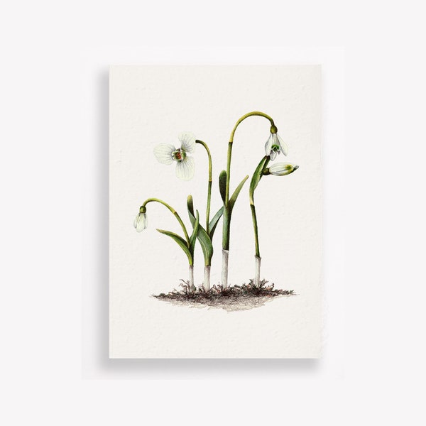 Snowdrop Flowers - Etsy