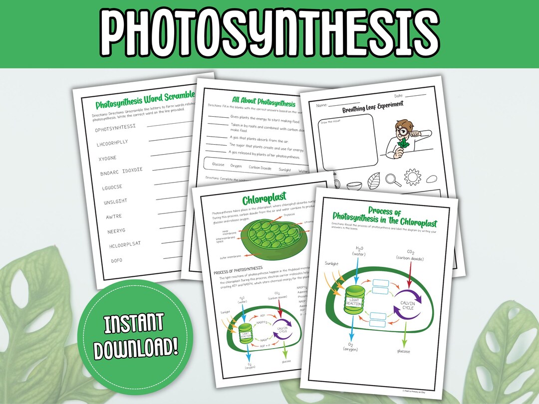 Photosynthesis Science Worksheets | Leaf Experiment & Chloroplast ...