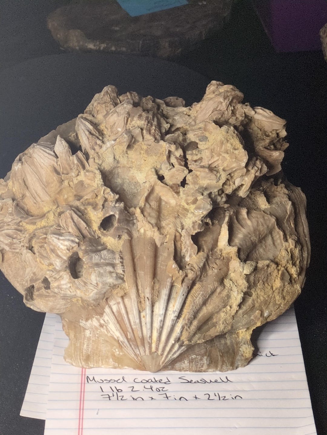 XXL Fossilized Seashell W/ Mussels (1 Lb 3 Oz) - Etsy