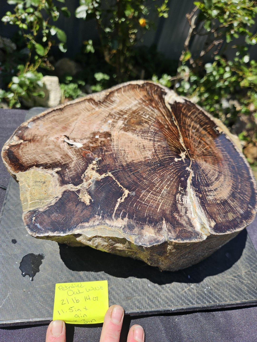 XXL Petrified Oak Polished Specimen (21 Lb 14 Oz) - Etsy