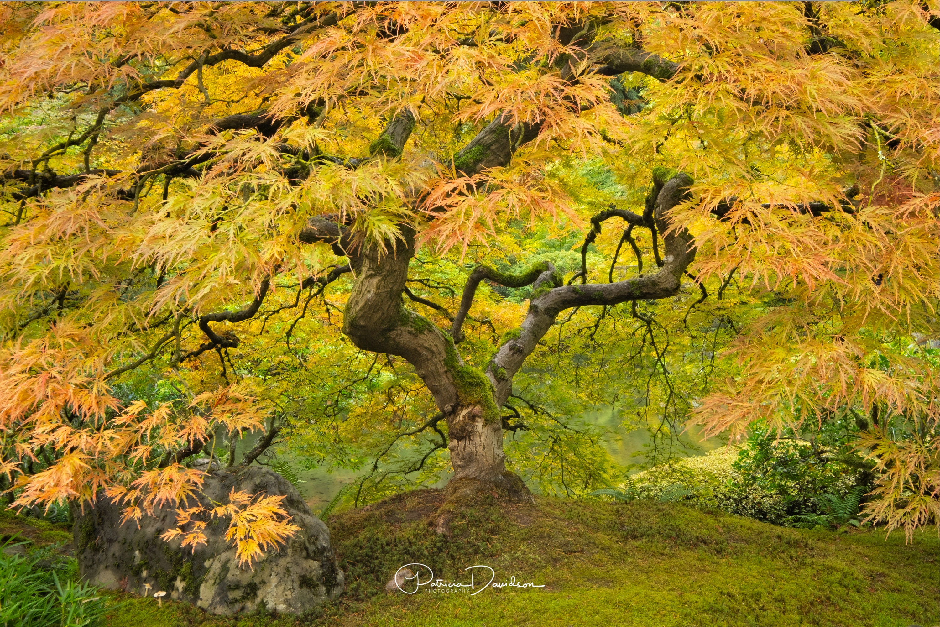 Japanese Maple Tree Art Print Portland Oregon Photography - Etsy