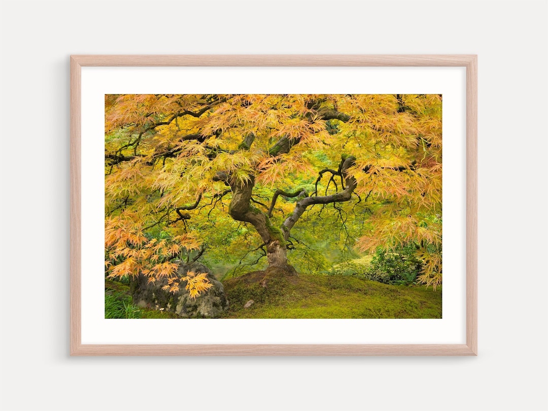 Japanese Maple Tree Art Print, Portland Oregon Photography Prints ...
