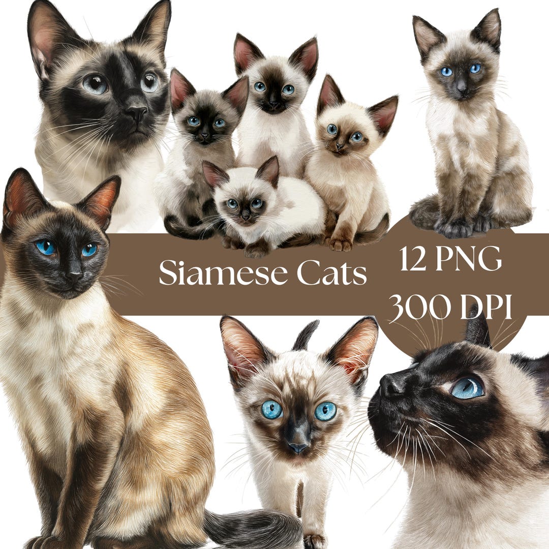 Siamese Cat Clip Art, Cute Digital PNG Stickers for Scrapbooking ...