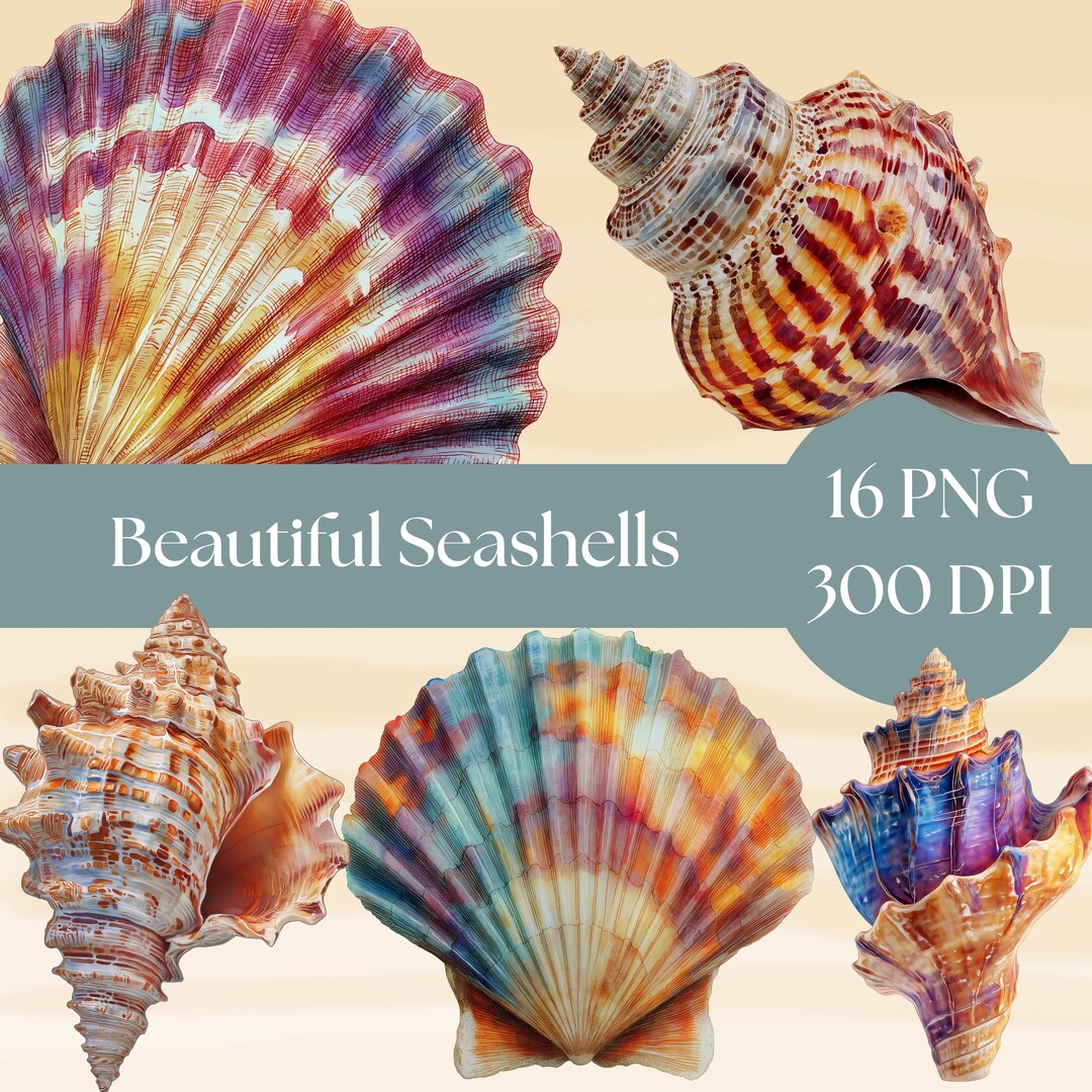 Seashell Clipart Bundle, Digital Download, Ocean Clipart, Beach Clipart ...