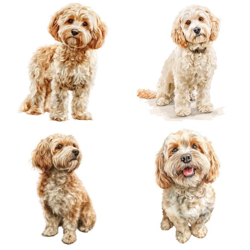 Cockapoo Clipart, High-quality PNG, Watercolor Dog Graphics, Digital ...