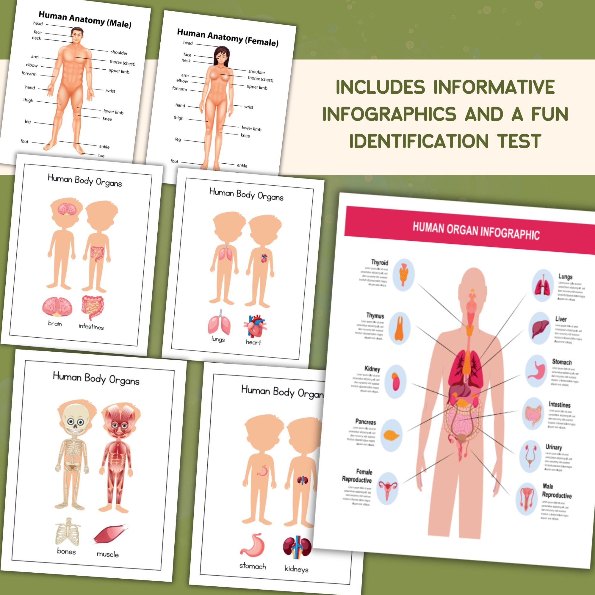 Anatomy 101 Coloring Pages for Kids Human Body Organs Educational ...