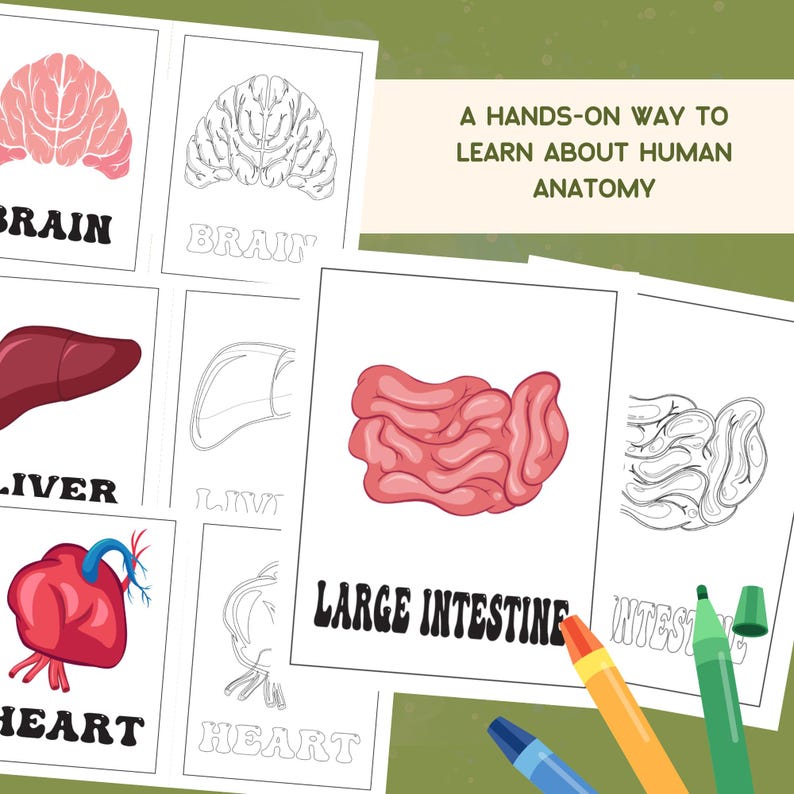 Anatomy 101 Coloring Pages for Kids Human Body Organs Educational ...