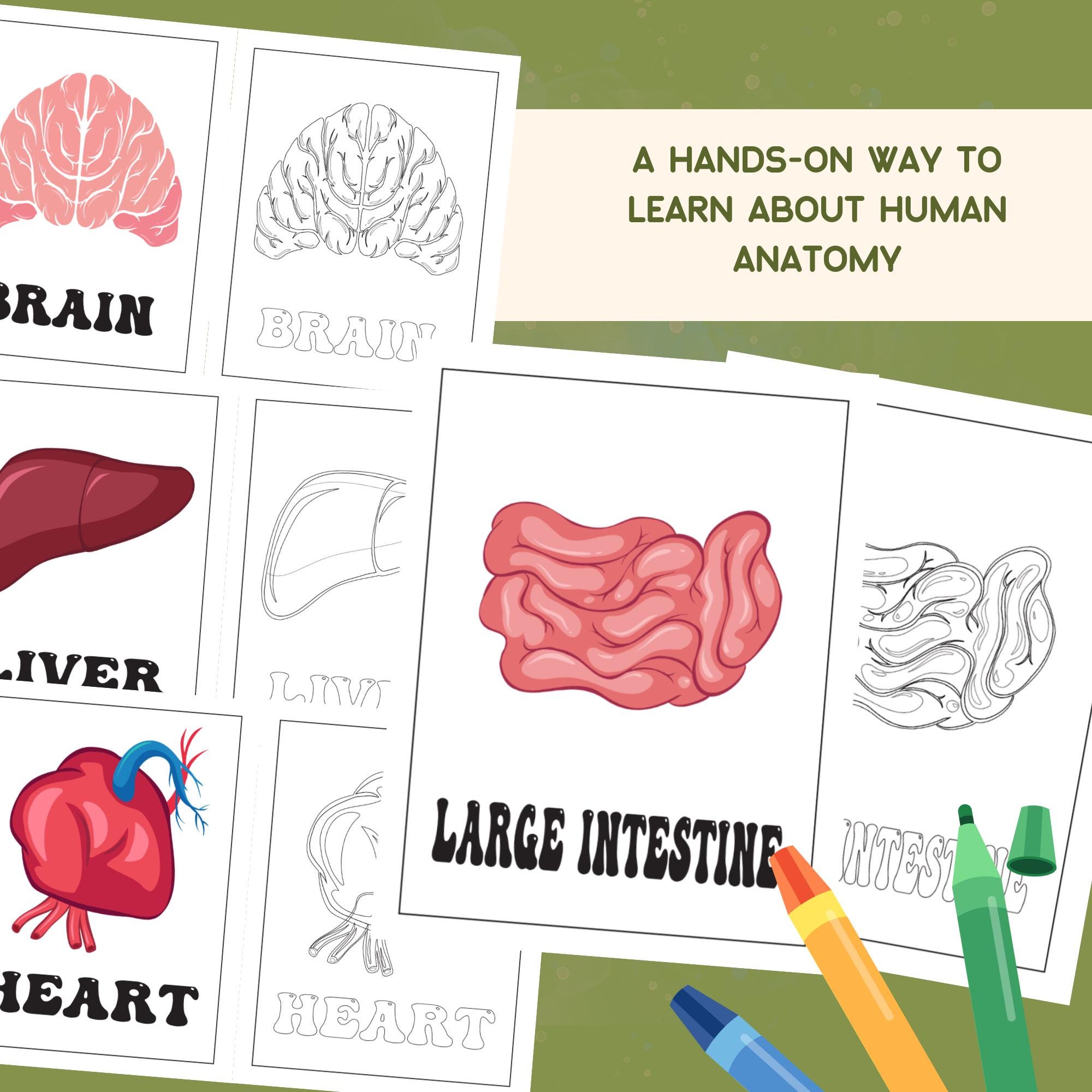 Anatomy 101 Coloring Pages for Kids Human Body Organs Educational ...