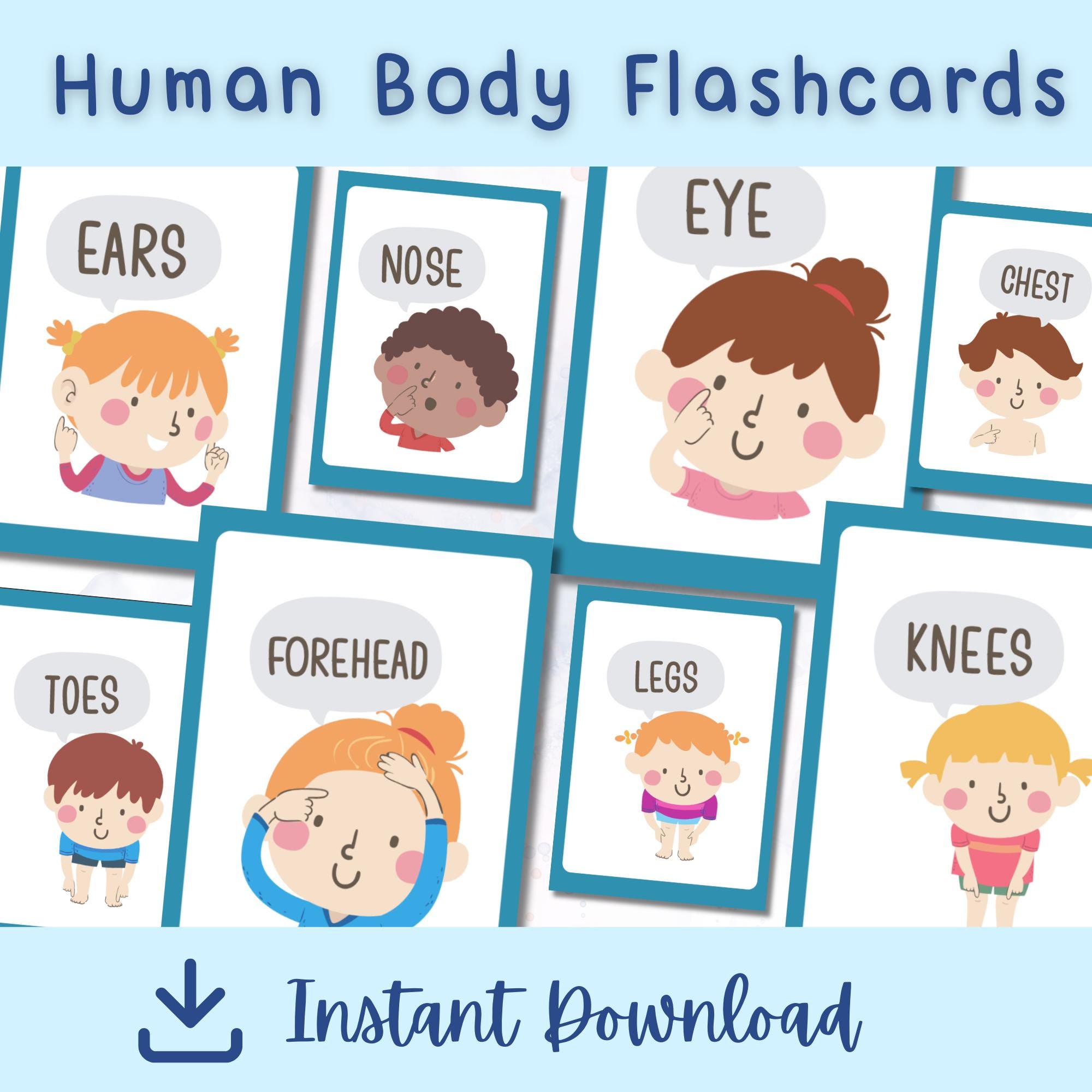 Printable Human Body Flashcards Anatomy Learning Cards for Kids ...