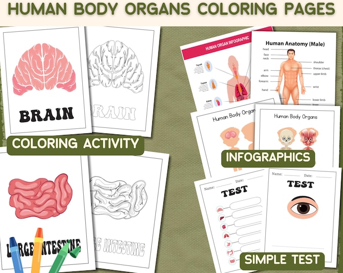 Body Parts Matching Activity for Kids – Human Anatomy Preschool ...