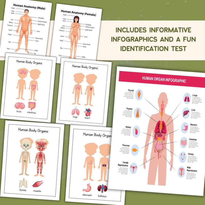 Anatomy Coloring Pages: Human Body Learning Activity (digital Download ...