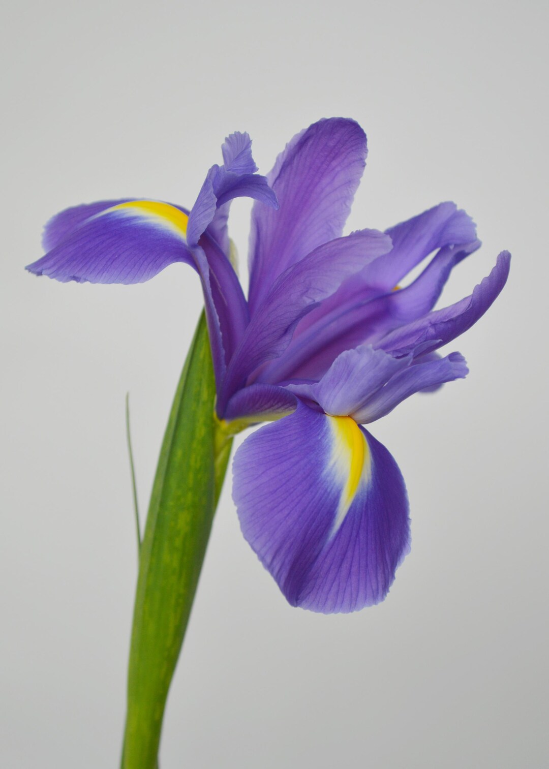 Printable Digital Image/photograph of Irish Flower/floral. Suitable for ...