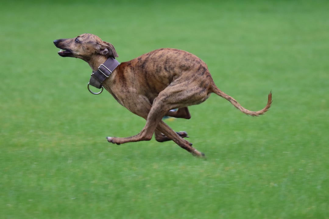 Printable Digital Photograph of Brindle Whippet Running. Dog, Pet ...