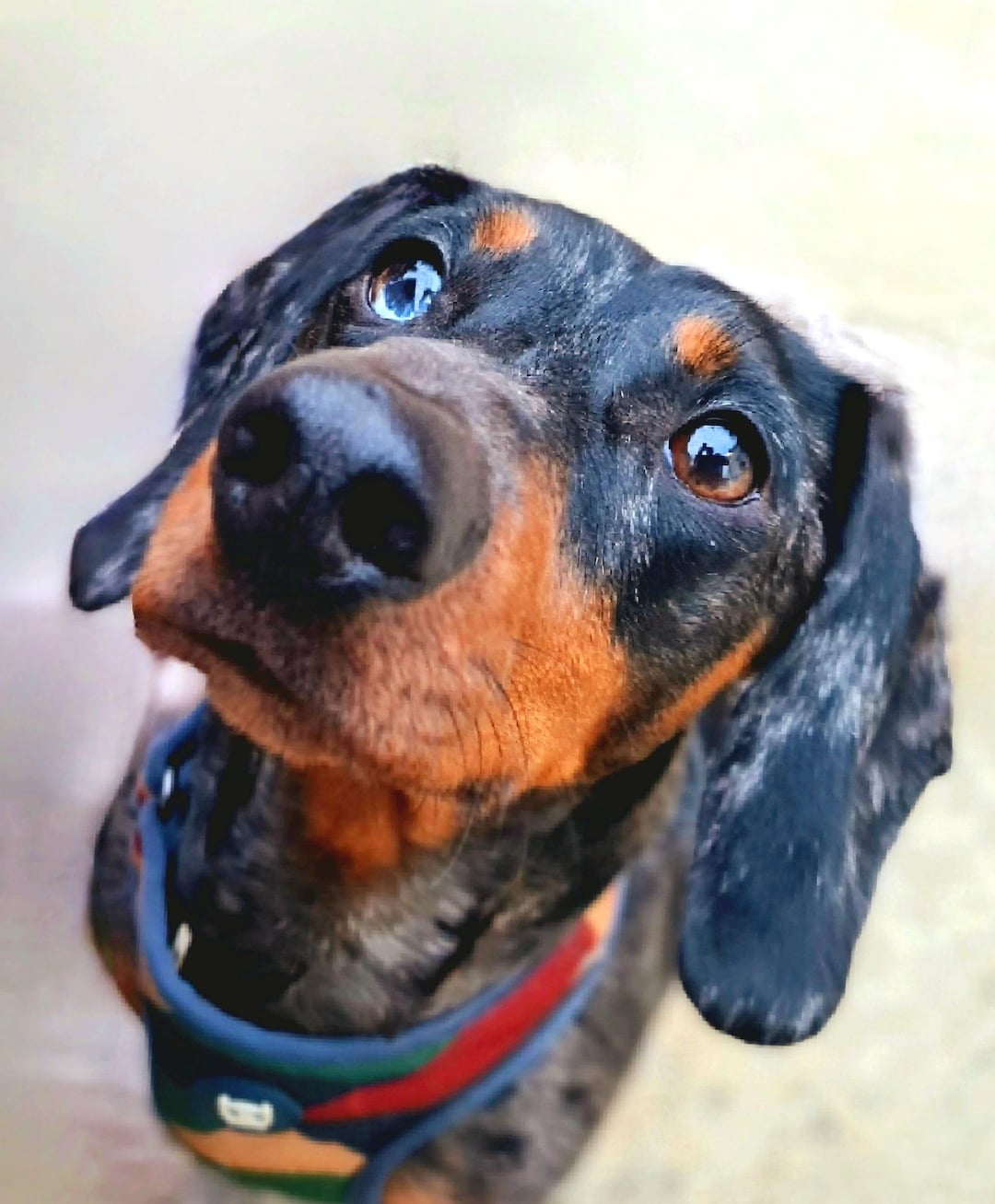 Printable Digital Photograph of Pedigree Dachshund Sausage Dog Portrait ...