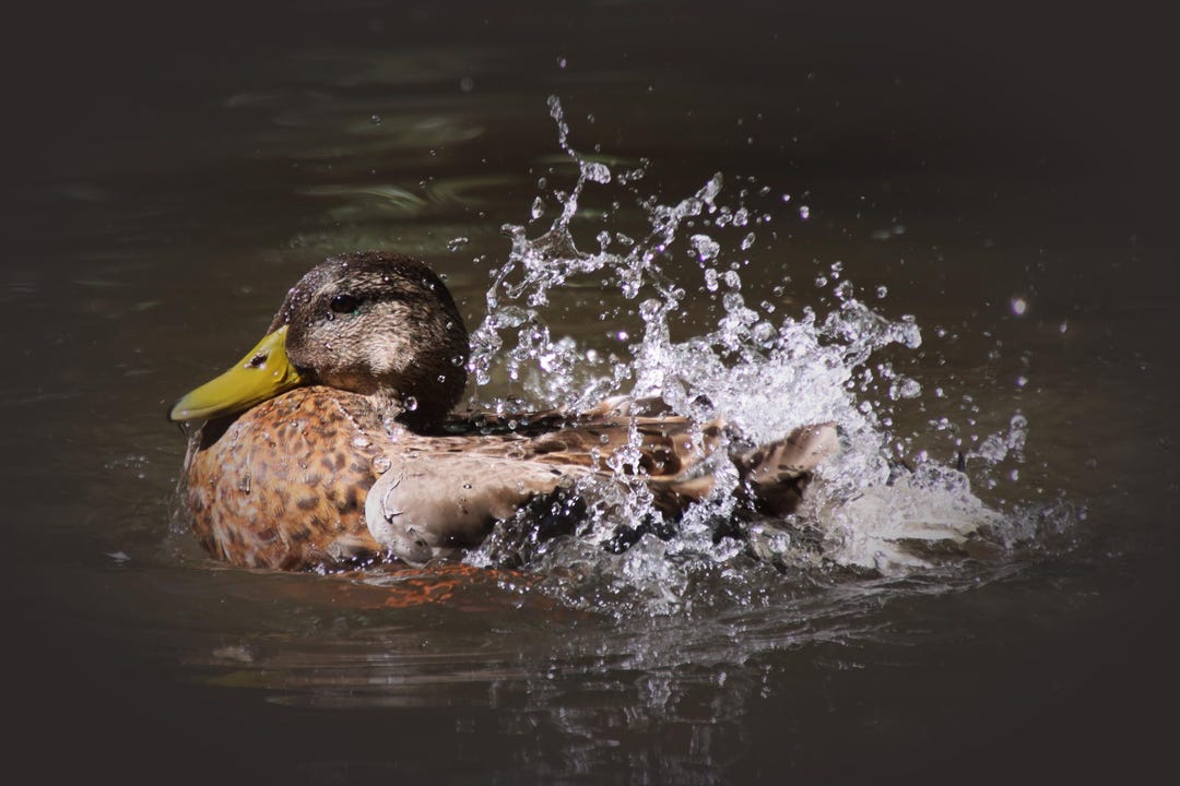 Printable Digital Photograph Download Mallard Duck Shaking With Water ...