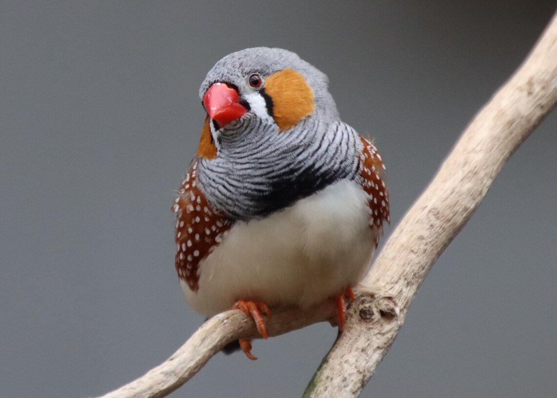 Printable Digital Photograph Download, Zebra Finch Pet Bird - Etsy