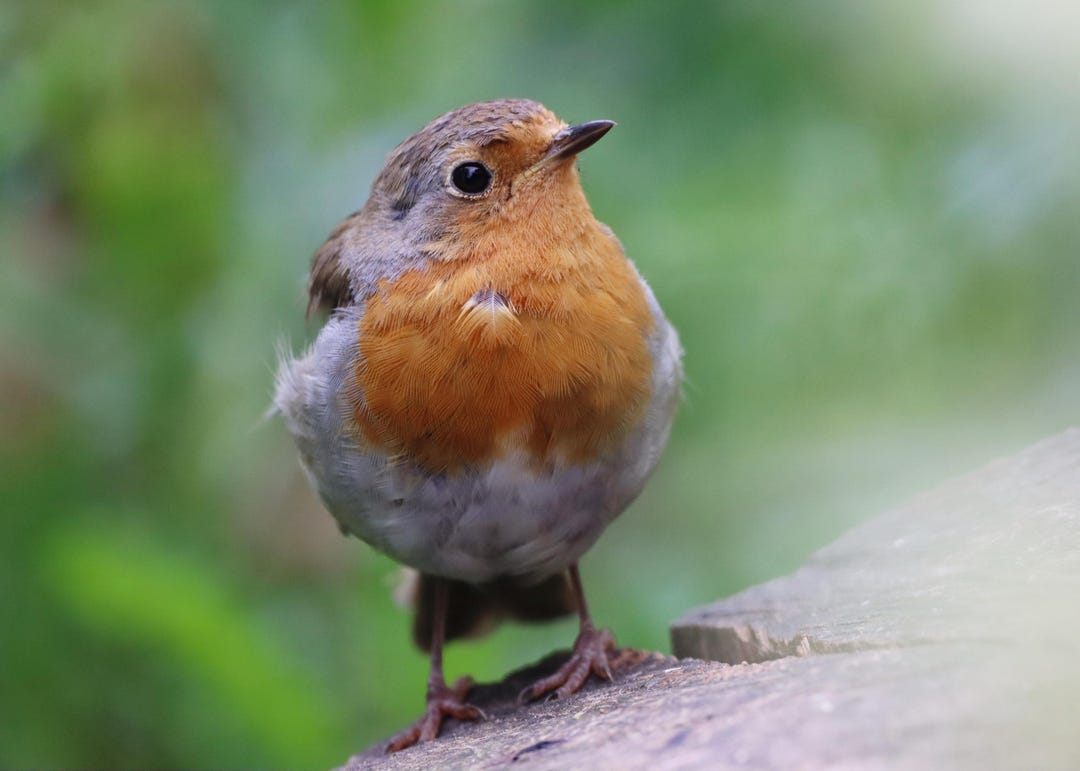 Cute Robin Sitting on a Log Photograph Download - Etsy
