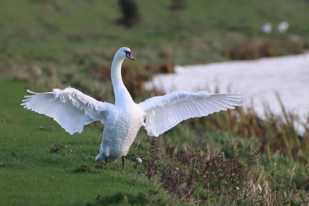 Printable Photograph of a Swan on the Riverbank Flapping Its Wings. - Etsy
