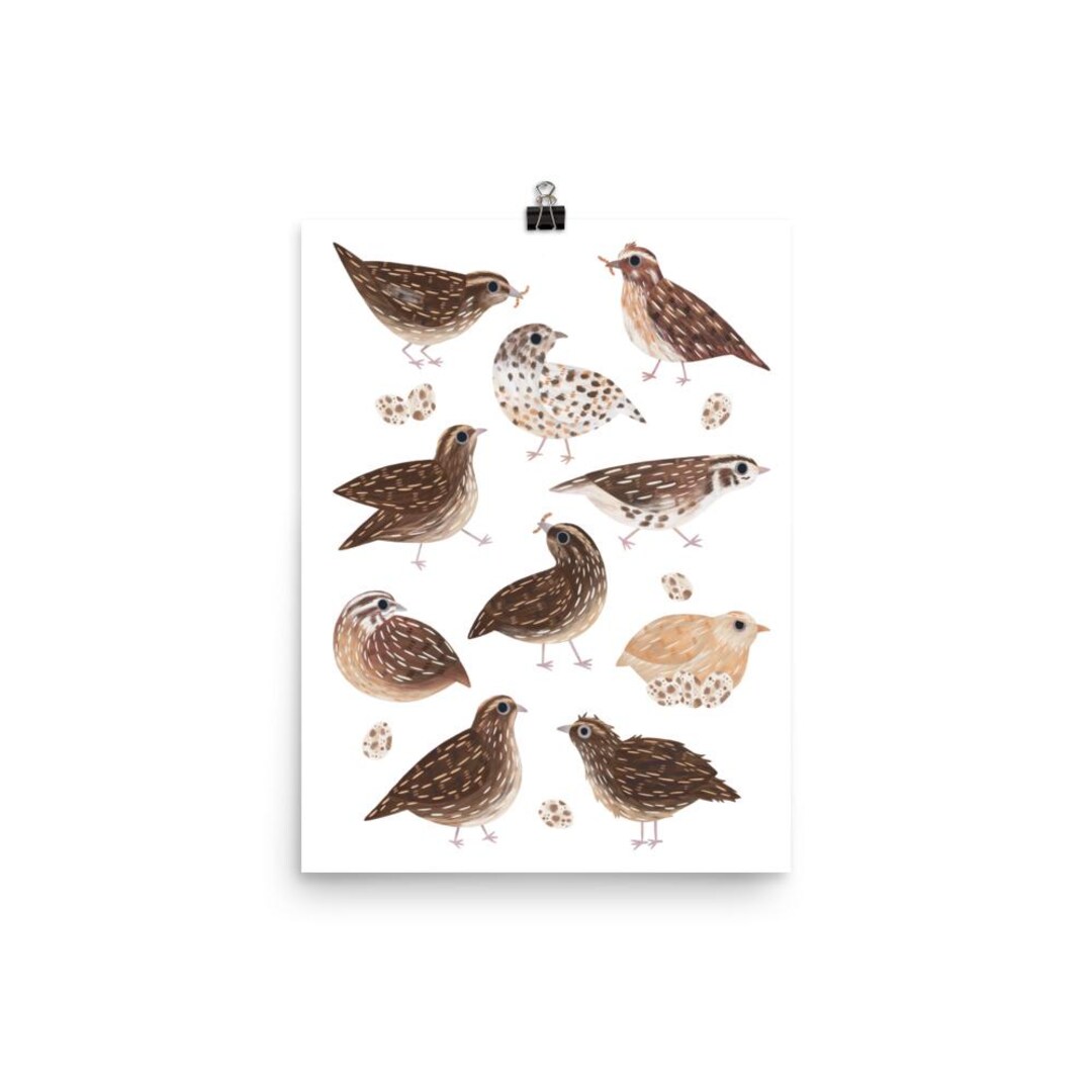 Coturnix Common Quails English UK Quail Covey Illustration Drawing Art ...