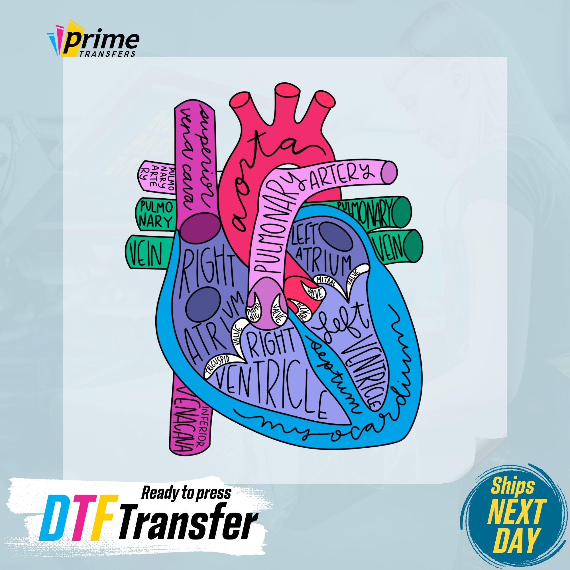 Heart Anatomy DTF Transfer: Medical Nursing Print, Cardiologist Gift - Etsy