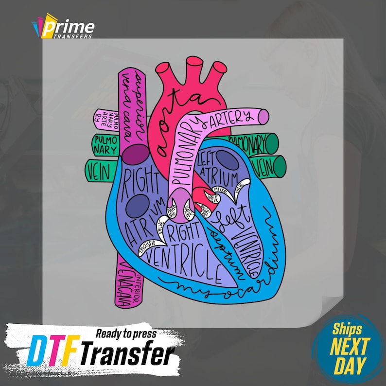 Heart Anatomy DTF Transfer: Medical Nursing Print, Cardiologist Gift - Etsy