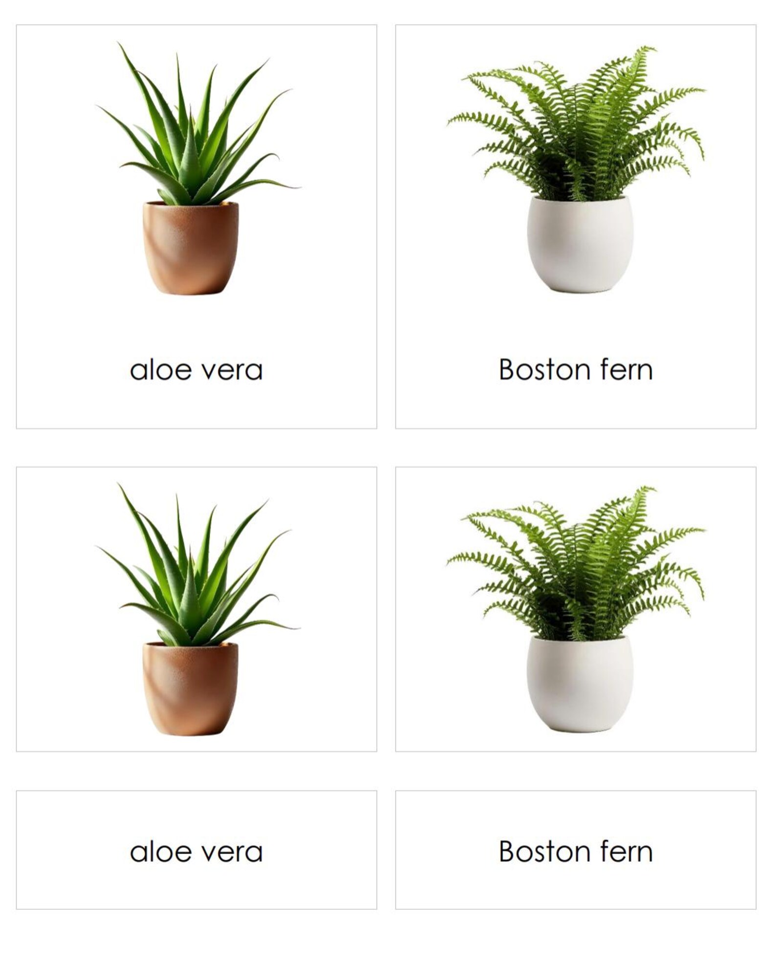 Indoor Plant 3 Part Cards, Classified Cards, 18 Common Classroom Plants ...