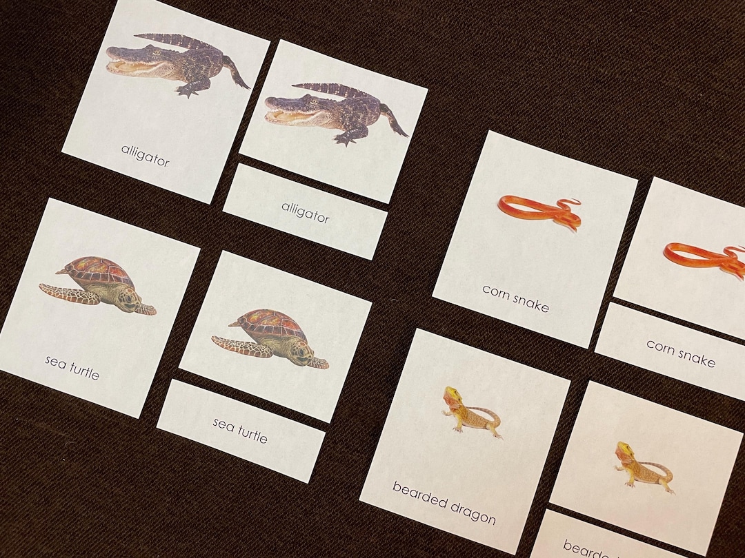 Reptiles 3 Part Cards, Classified Cards, Montessori 3 Part Cards ...