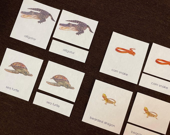 Parts of a Snake Nomenclature 3-part Cards & Blackline Master ...