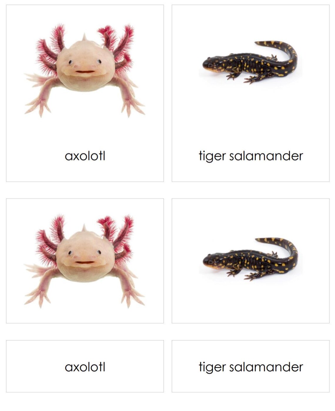 Amphibians 3 Part Cards, Classified Cards, Montessori 3 Part Cards ...