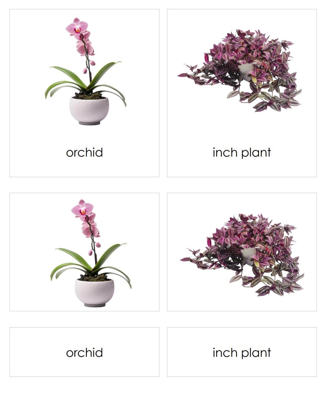 Indoor Plant 3 Part Cards, Classified Cards, 18 Common Classroom Plants ...