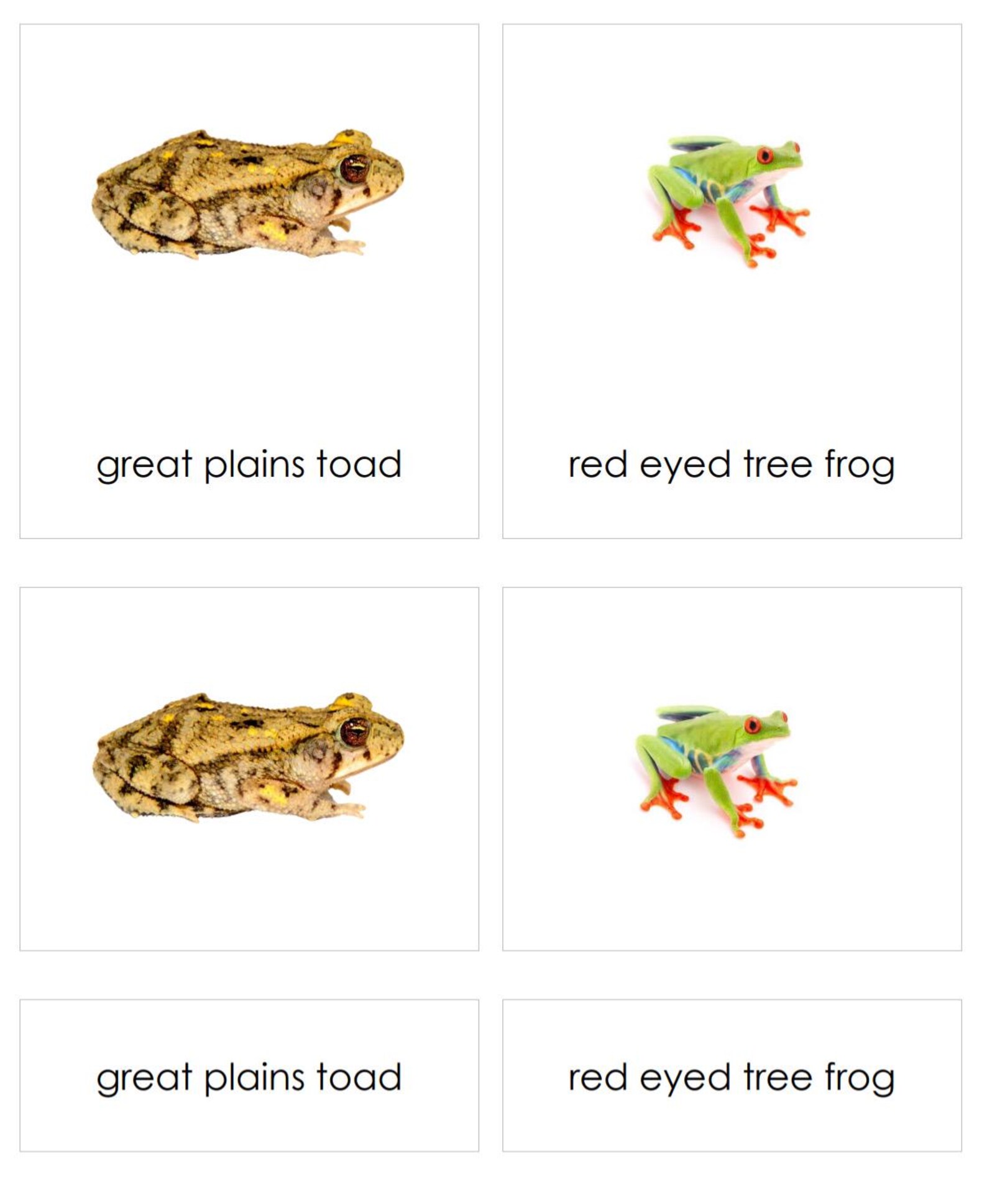 Amphibians 3 Part Cards, Classified Cards, Montessori 3 Part Cards ...