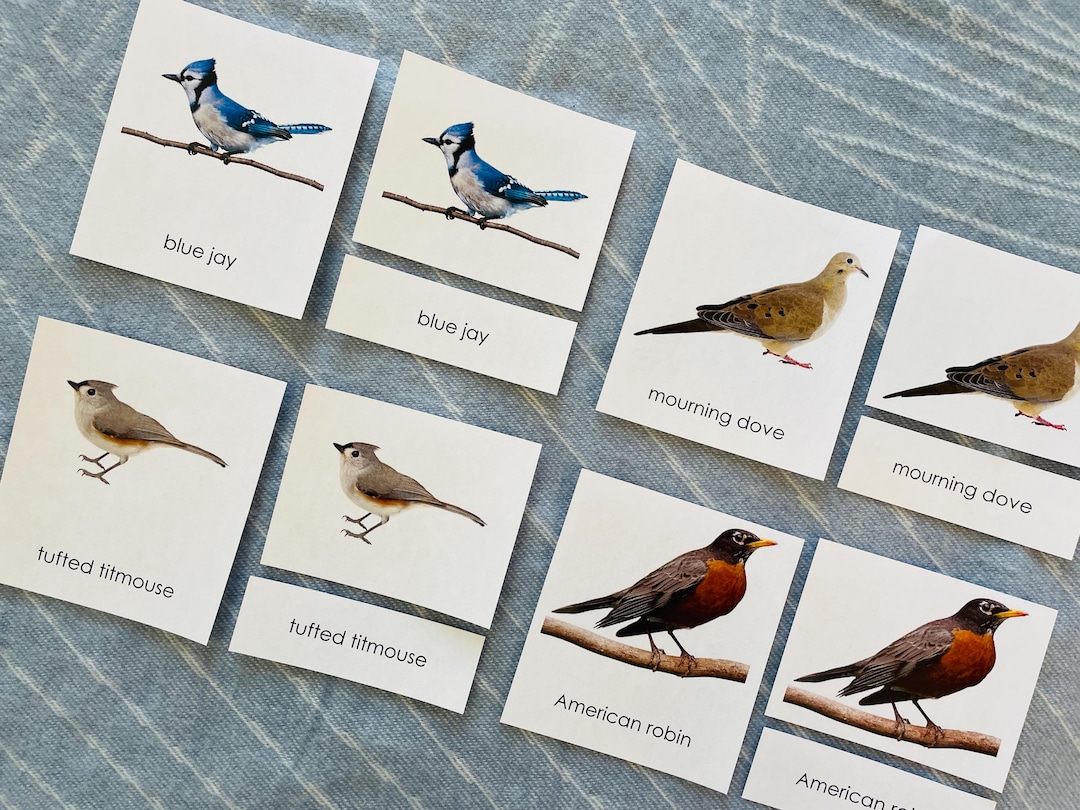 Backyard Birds 3 Part Cards, Classified Cards, Montessori 3 Part Cards ...