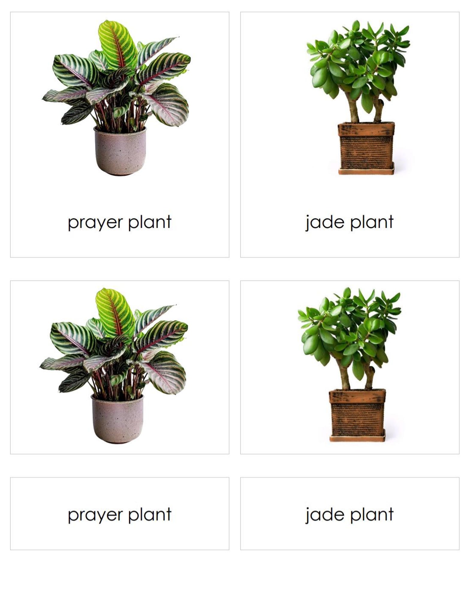 Indoor Plant 3 Part Cards, Classified Cards, 18 Common Classroom Plants ...
